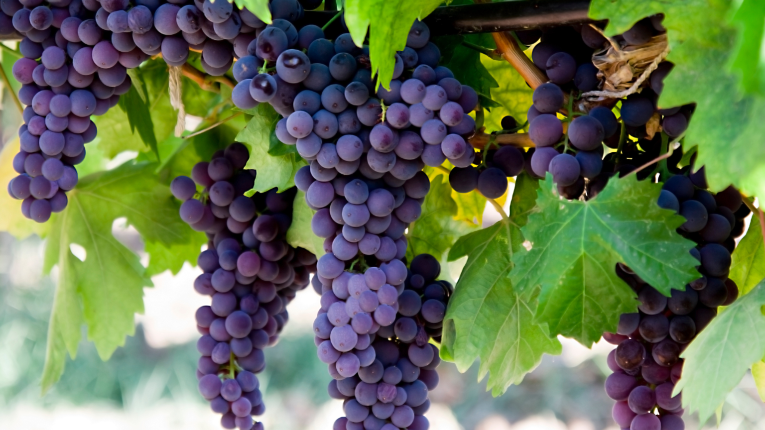Garnacha, los secretos mejor guardados de la uva de la que todos hablan ...